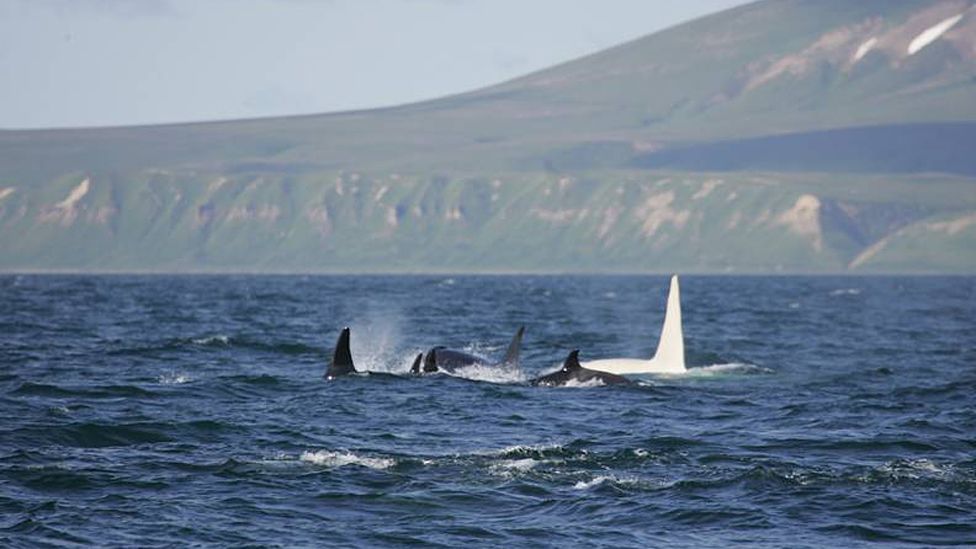 2012: The year in wildlife - BBC Future