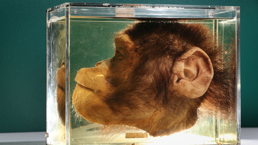 2012: The year in wildlife - BBC Future