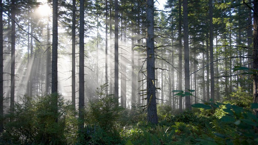 Nature's hidden patterns - BBC Future