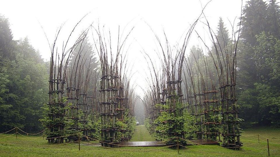 A tree cathedral grows in Italy - BBC Travel