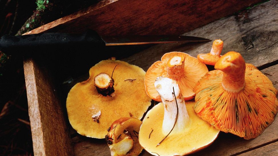 The art of urban foraging - BBC Travel