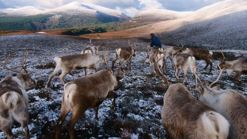 A Scottish-style safari - BBC Travel