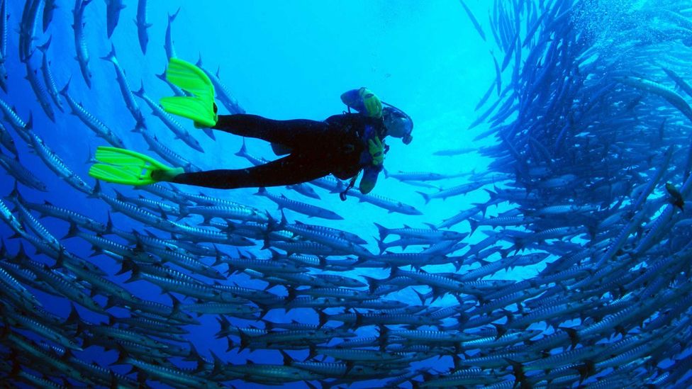 Novice diving off Sabah’s coast - BBC Travel