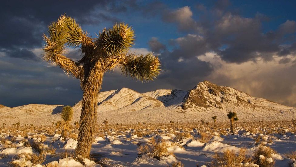 Winter in the US deserts - BBC Travel