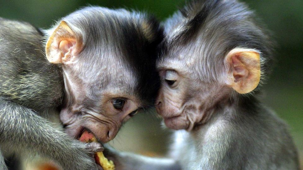 Four days in Ubud: Beyond Eat, Pray, Love - BBC Travel