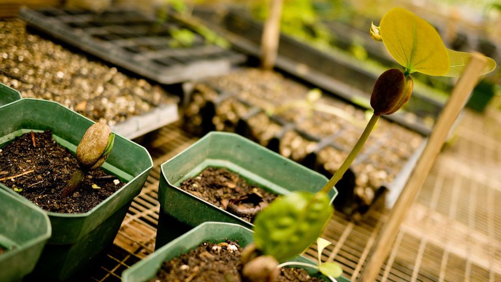 Bite into a stinking toe - BBC Travel