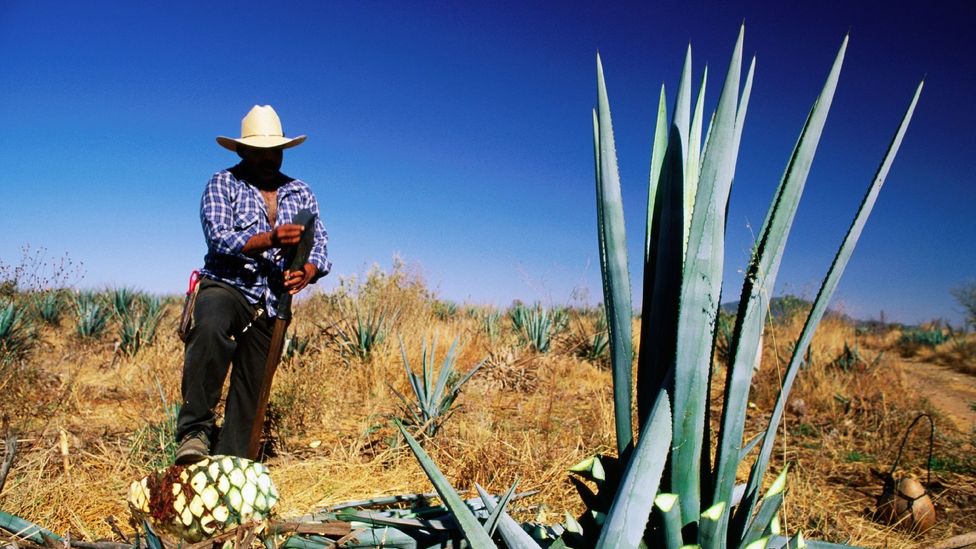 Agave adventures: Sipping the spirits of Mexico - BBC Travel