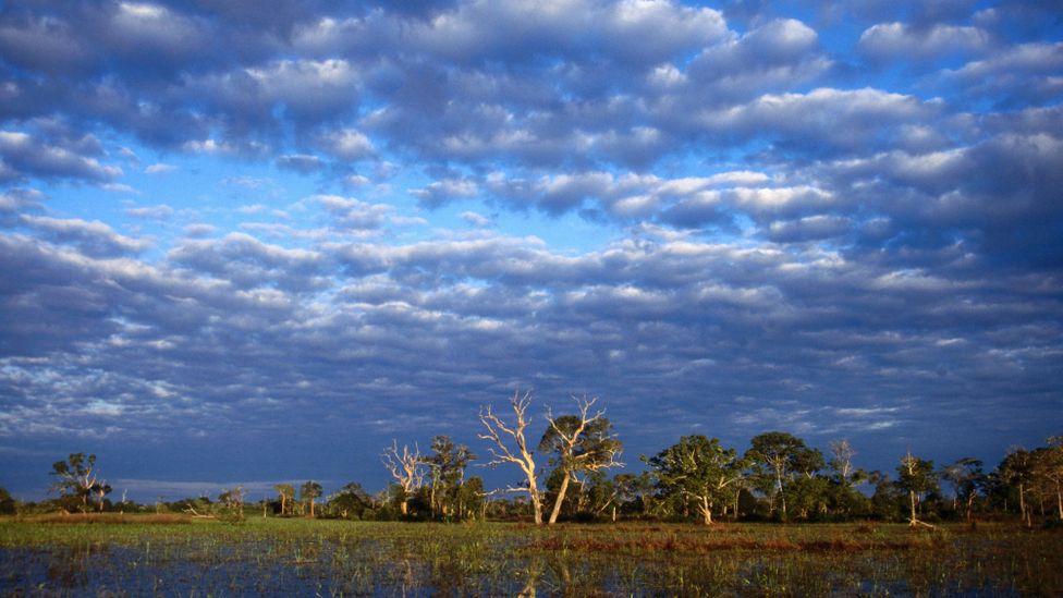 Watching wildlife in the Pantanal of Brazil - BBC Travel