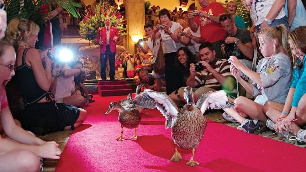 Make way for marching ducks in Memphis - BBC Travel