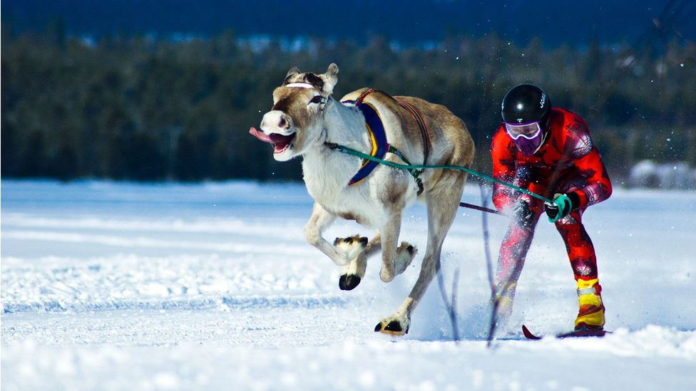 Mini guide to Finnish Lapland, Finland - BBC Travel