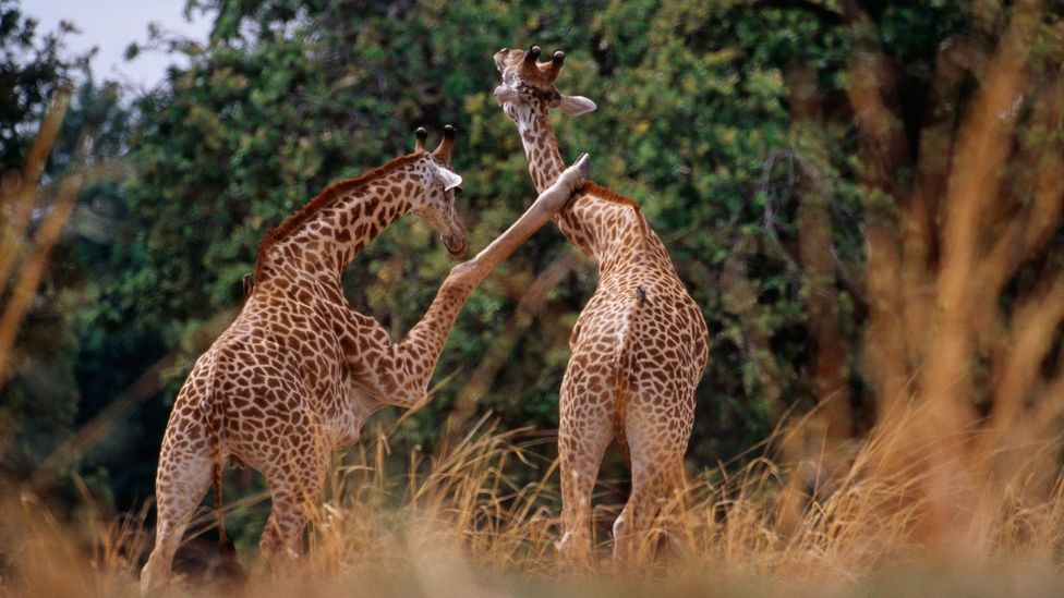 Life in Zambia’s lush Luangwa Valley - BBC Travel