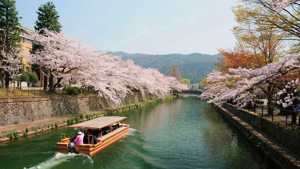 Cherry blossoms around the world - BBC Travel