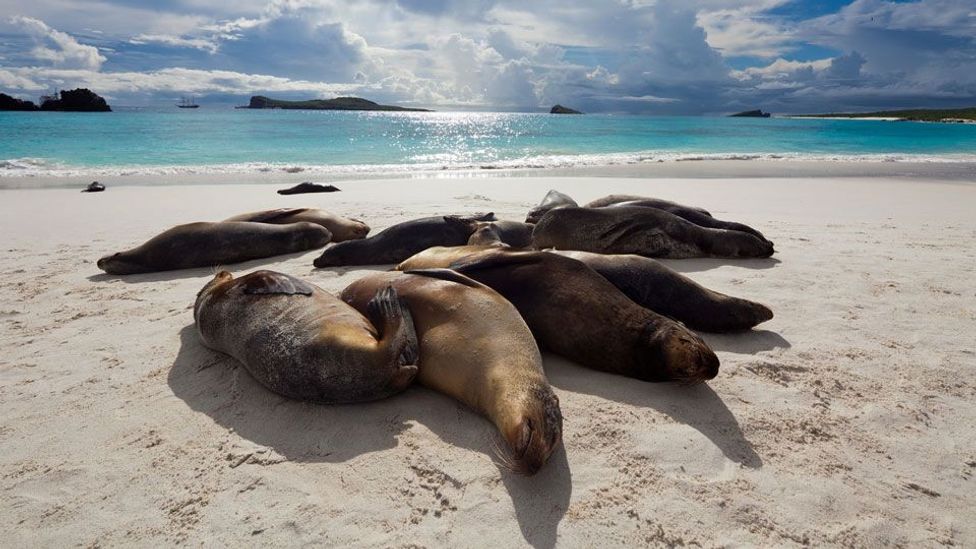 World's best beaches for wildlife - BBC Travel