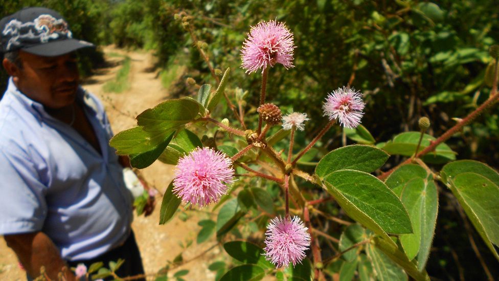 In Oaxaca, a community unchanged - BBC Travel
