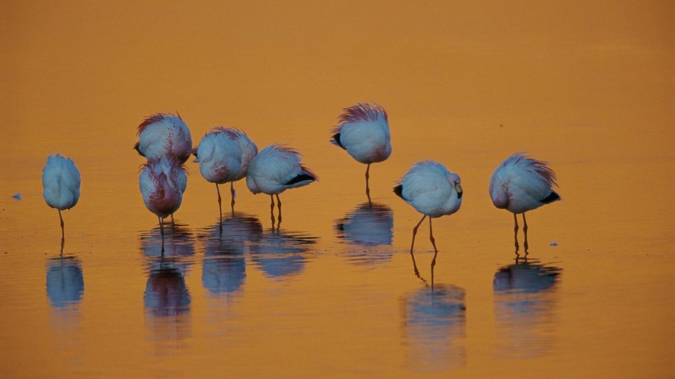 Parched plateaus of the Atacama Desert - BBC Travel