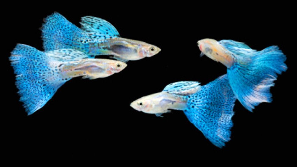 How to teach a fish to count - BBC Future