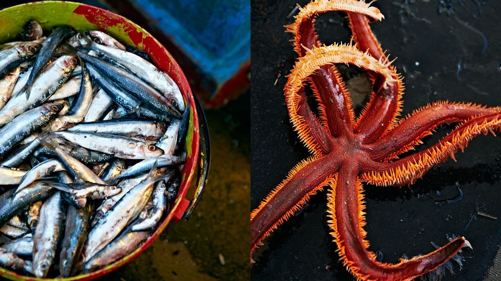 Sardinia, land and sea - BBC Travel