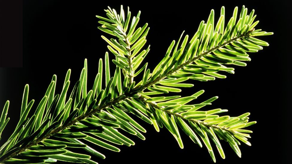 Living buildings for tomorrow’s cities - BBC Future