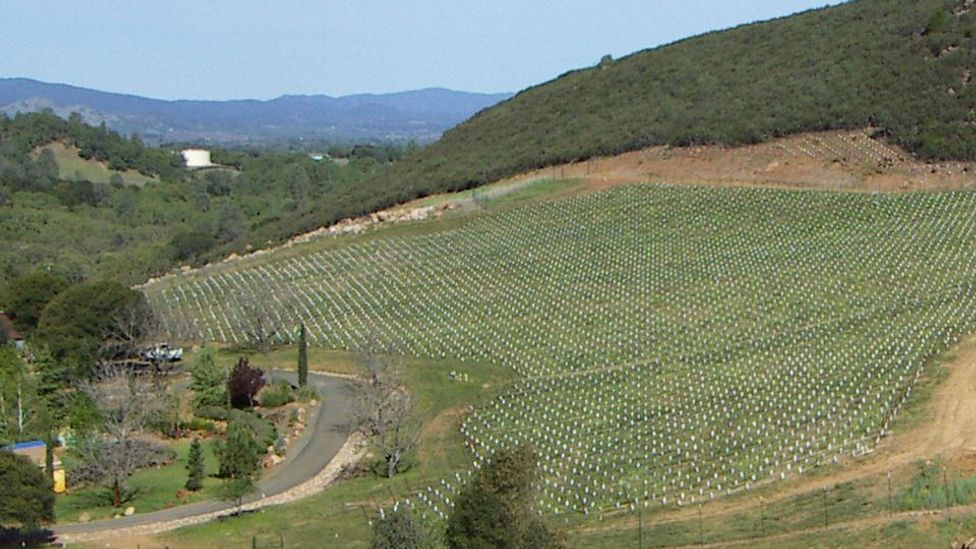 San Francisco’s urban wine renewal - BBC Travel