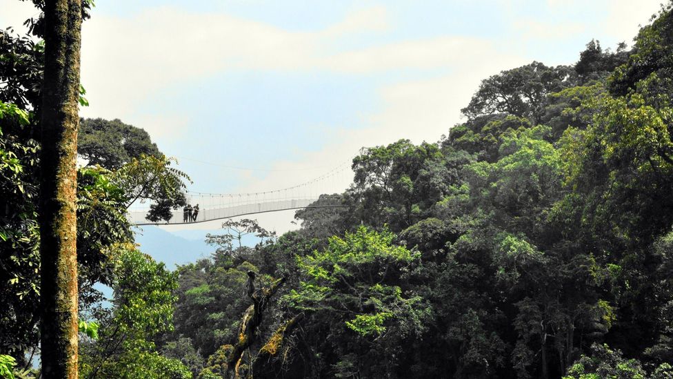 Rwanda’s rainforest renewal - BBC Travel