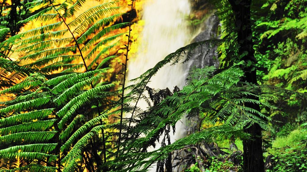 Rwanda’s rainforest renewal - BBC Travel