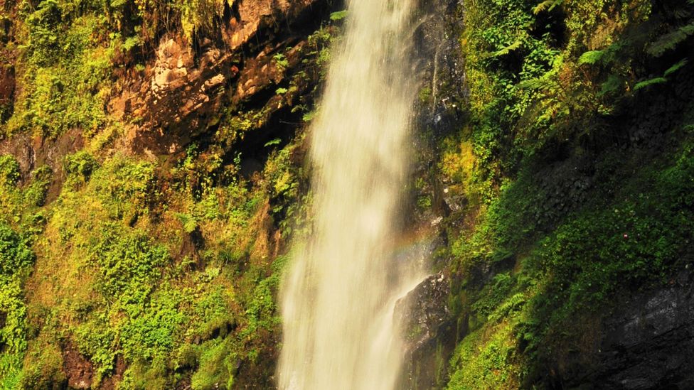 Rwanda’s rainforest renewal - BBC Travel