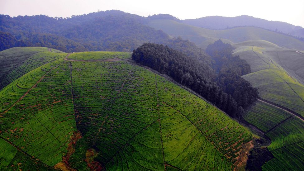 Rwanda’s rainforest renewal - BBC Travel