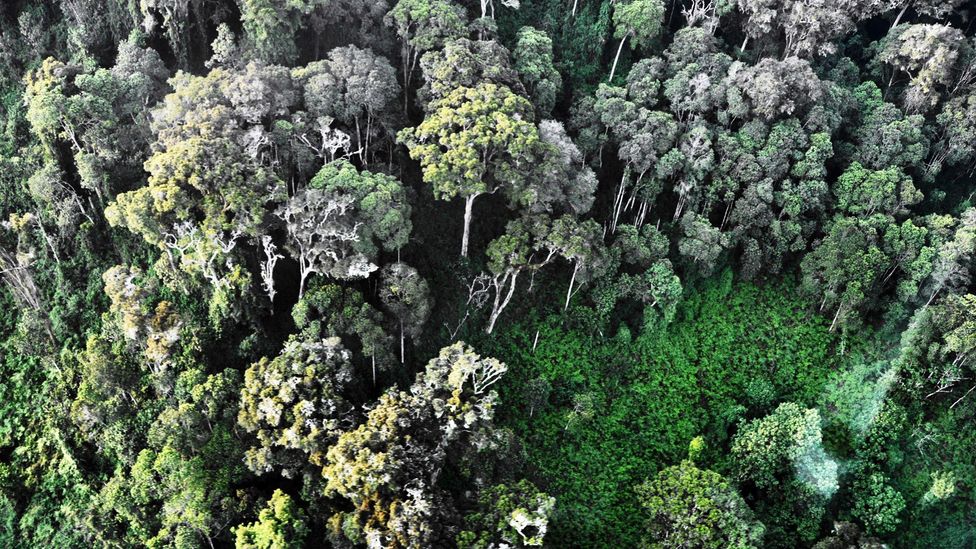 Rwanda’s rainforest renewal - BBC Travel