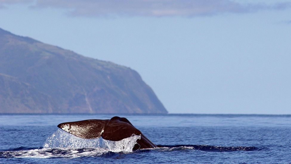 The adventure playground of the Azores - BBC Travel