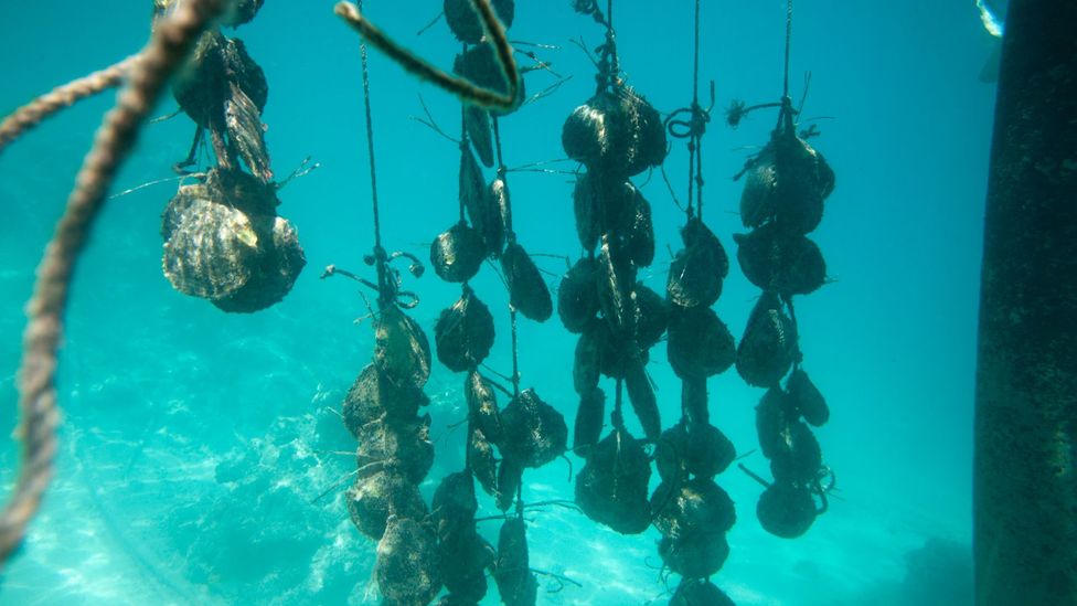 Tahiti’s iridescent wonders - BBC Travel