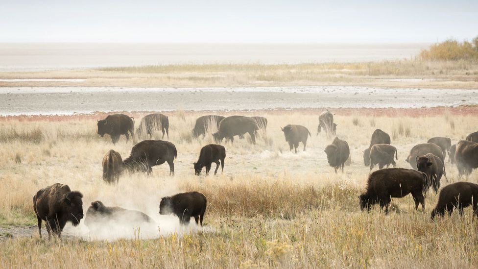 Utah’s astonishing wild side - BBC Travel