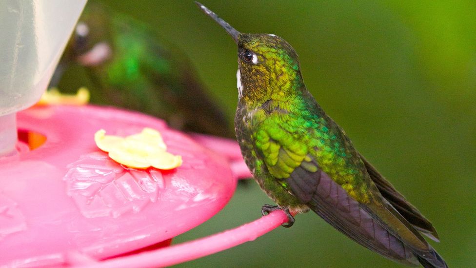 Hot springs and hummingbirds in Ecuador - BBC Travel