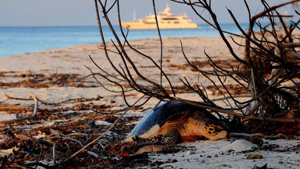 Nature and temptation in the Seychelles - BBC Travel