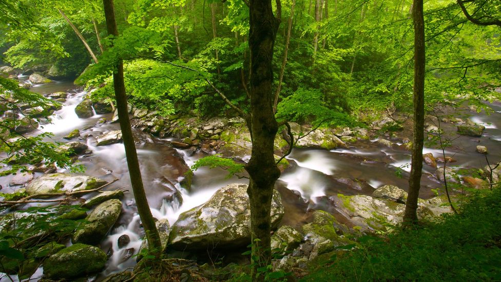 The wild woodlands of the Great Smoky Mountains - BBC Travel