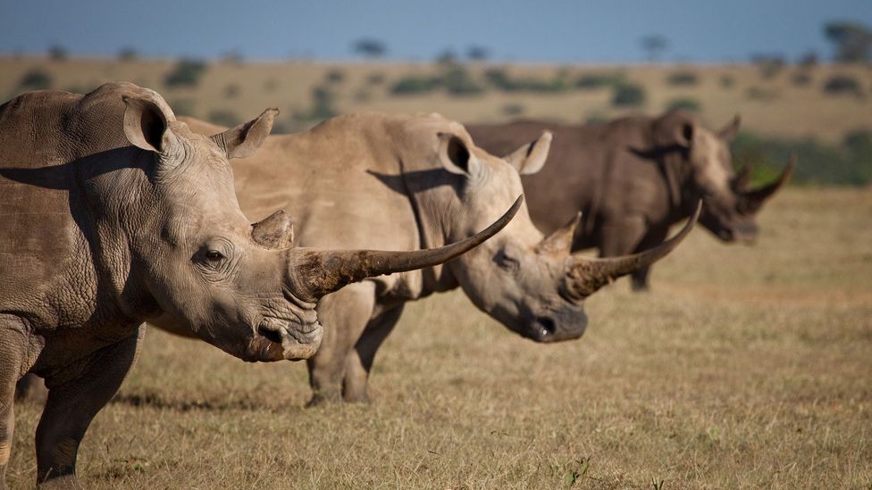 The rhino wars of central Kenya - BBC Travel