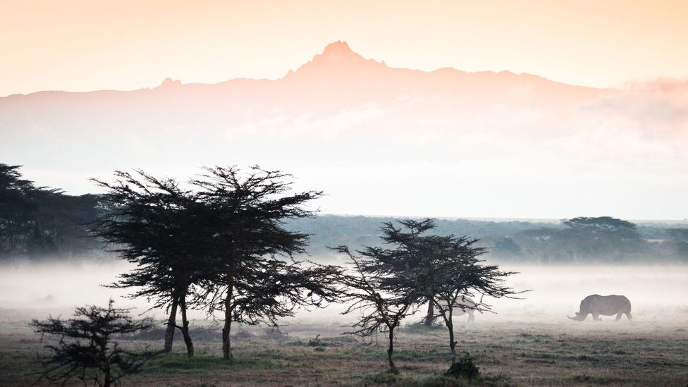 The rhino wars of central Kenya - BBC Travel