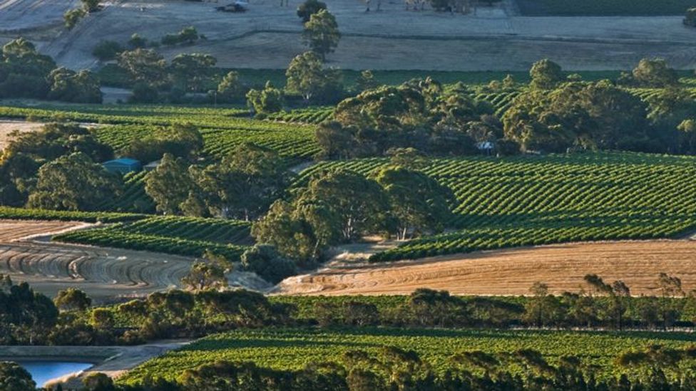 Beyond the vines in Australia’s Barossa Valley - BBC Travel
