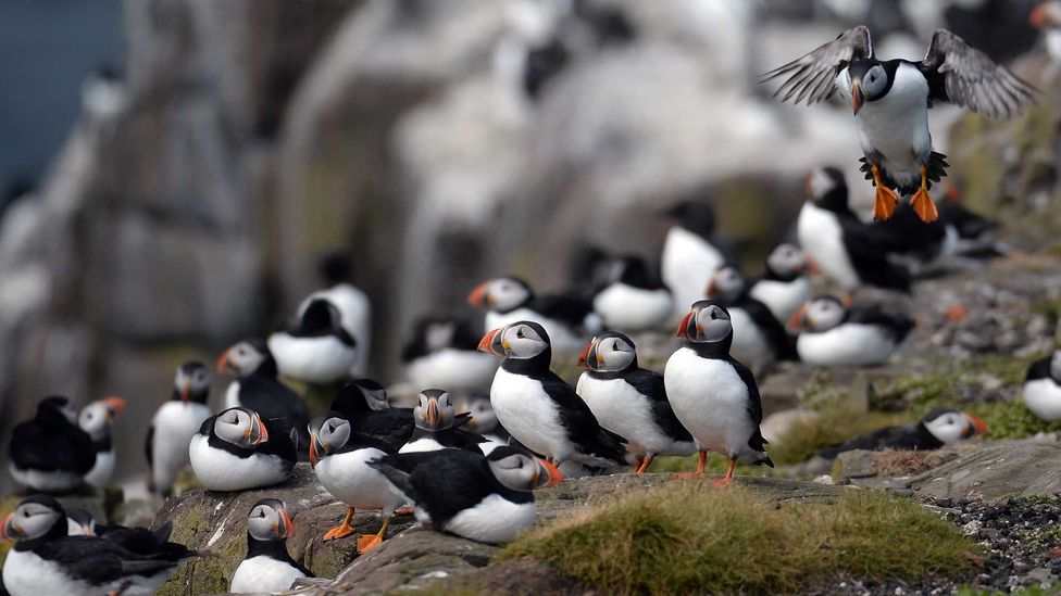 Nature’s biggest treasure hunt - BBC Travel