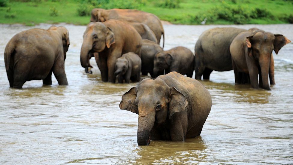 What can animals teach us about travel? - BBC Travel