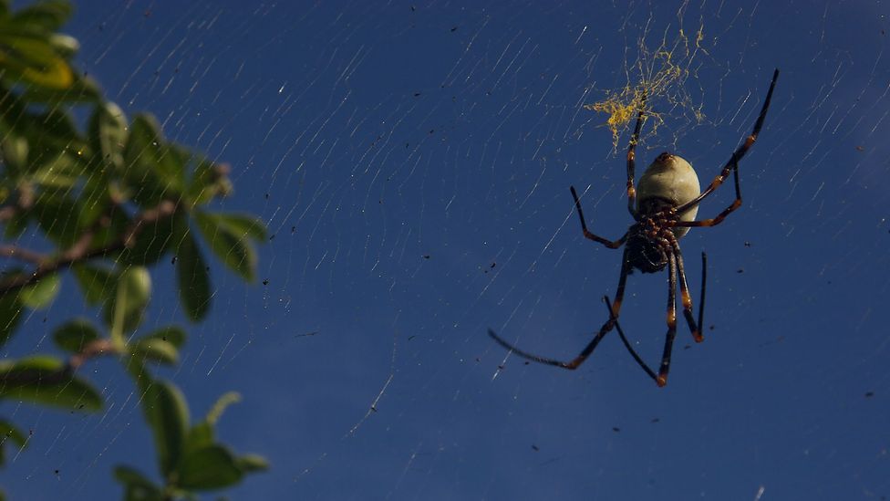 Island dreaming: How to buy a piece of paradise - BBC Worklife