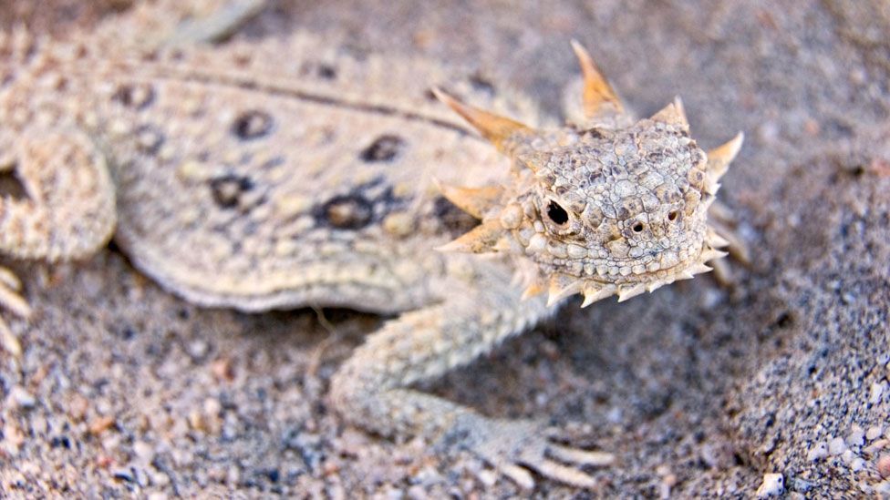 The top ten incredible animal defences - BBC Future