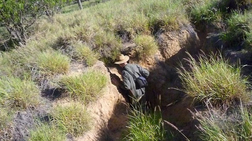 Protecting a wombat species that is as fast as Usain Bolt - BBC Travel