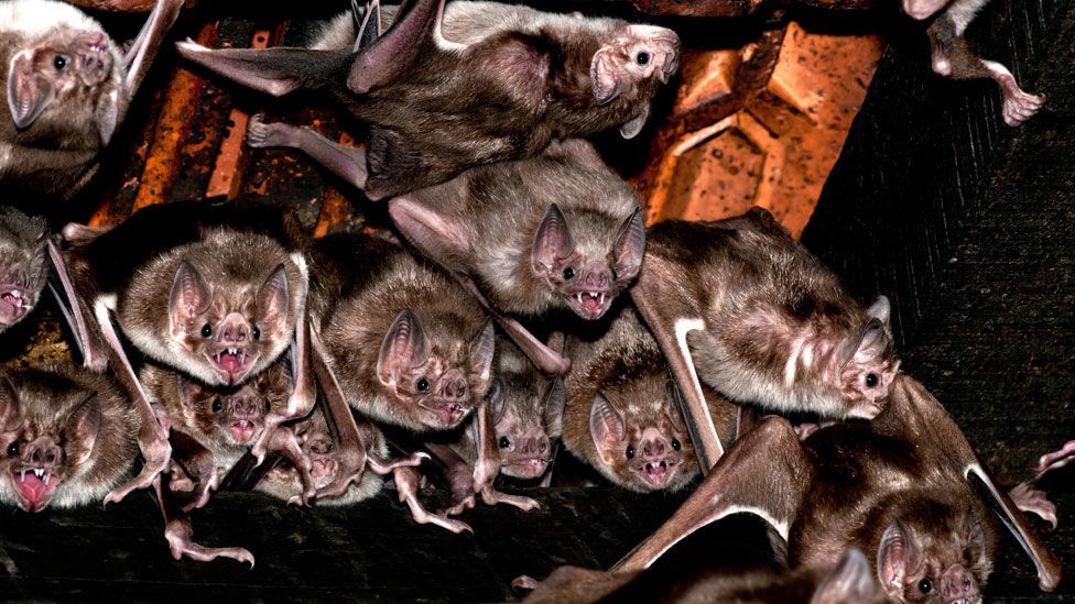 What is the scariest animal? - BBC Future