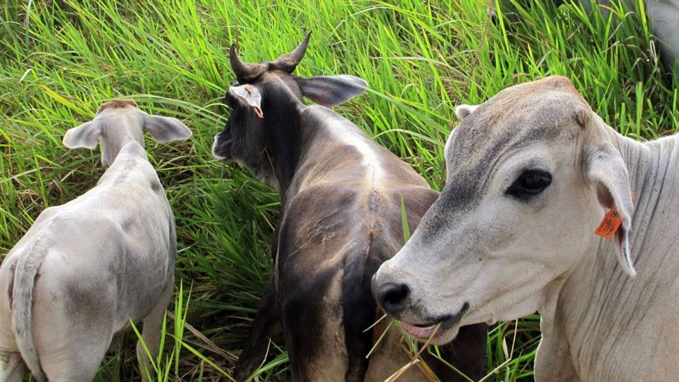 Papua’s got a brand new bag - BBC Travel