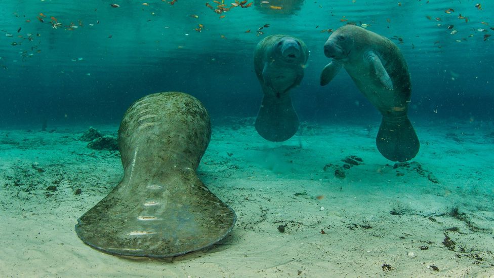 A battle for Florida’s shores - BBC Travel