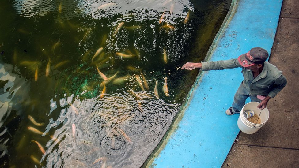 Ocean 2050: How to sustain our biggest ecosystem - BBC Future