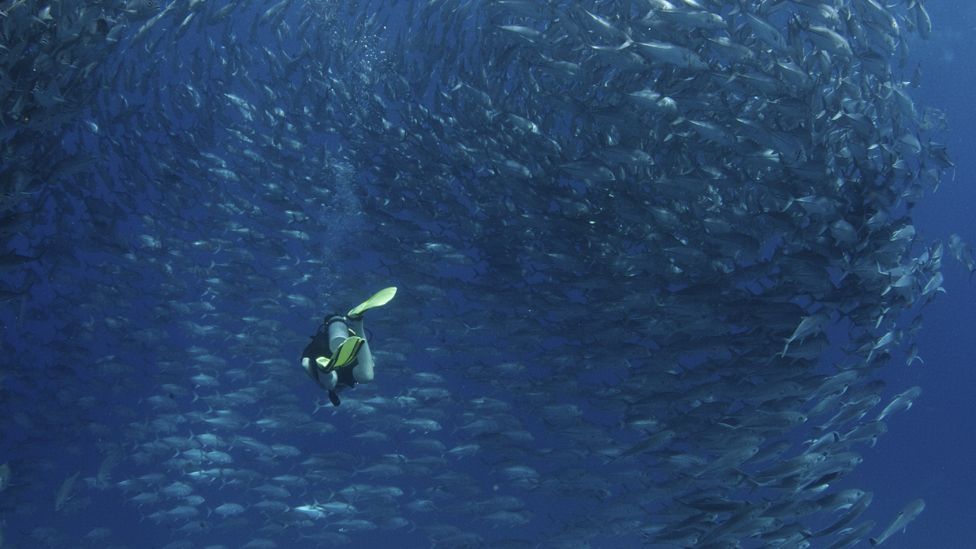 Ocean 2050: How to sustain our biggest ecosystem - BBC Future