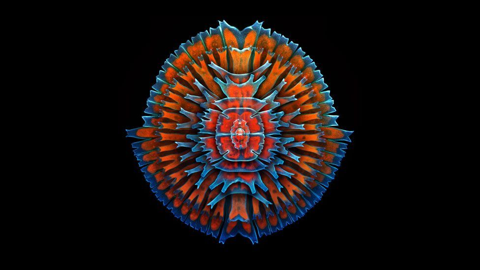 The best science and technology pictures of the week - BBC Future