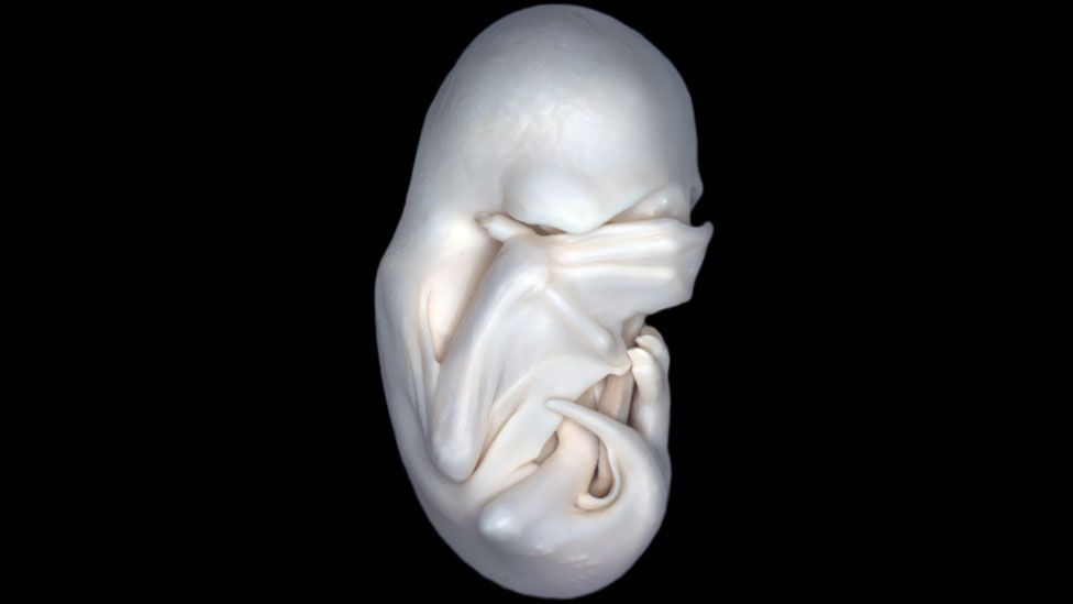 2013: The year in wildlife - BBC Future