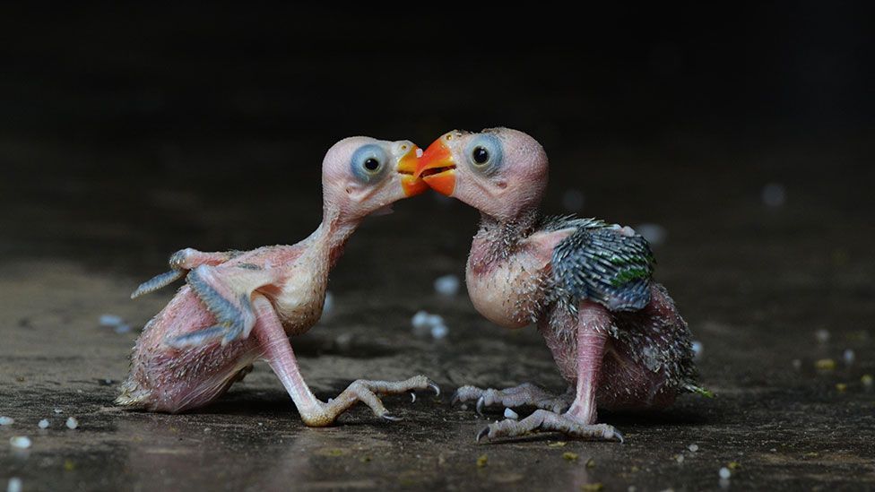 2013: The year in wildlife - BBC Future